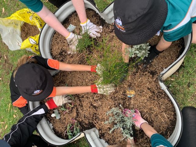Bungaree Primary School's native plants and bushtucker garden